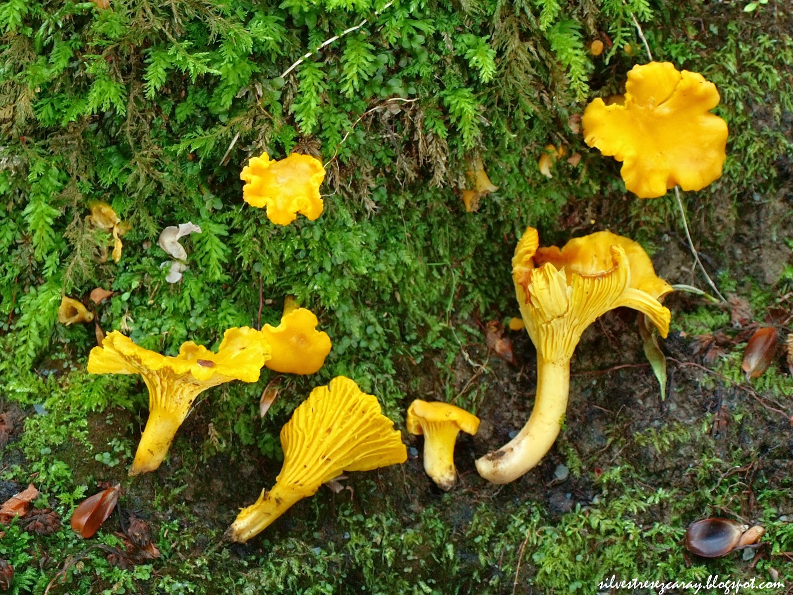 S I L V E S T R E S: SETAS PARA TODOS