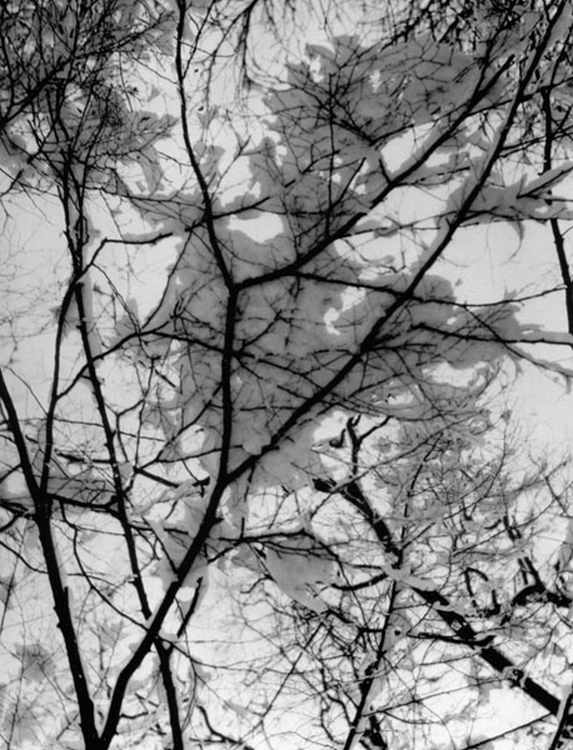 Los Grandes Fotografos: Aenne Biermann (1898-1933)