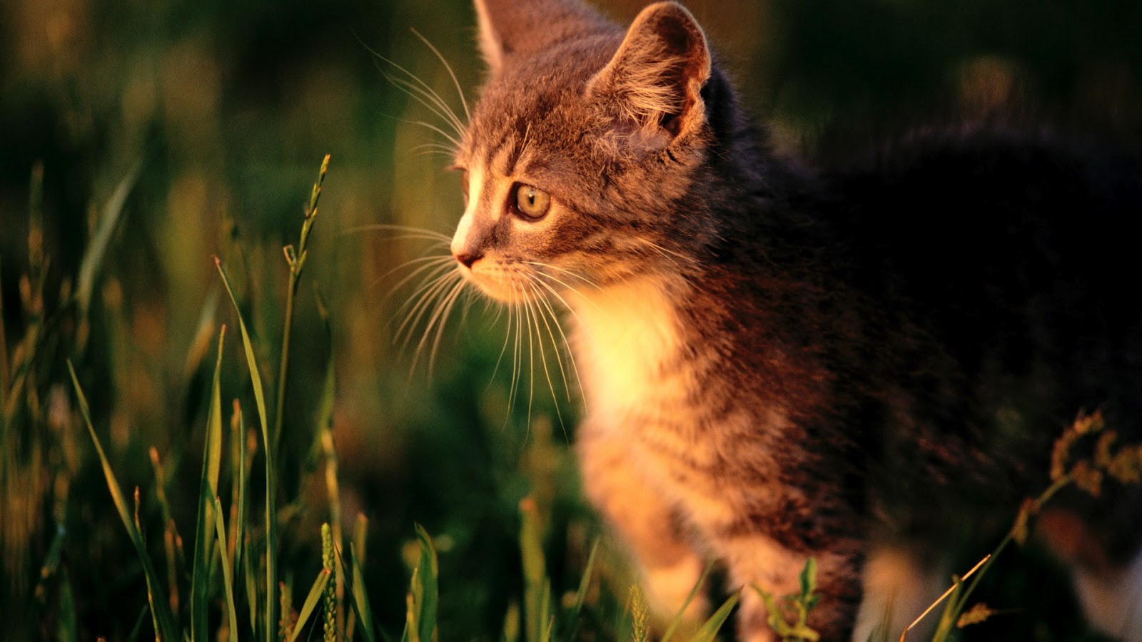 ALL-IN-ONE WALLPAPERS: Super Cute Cats Wallpaper