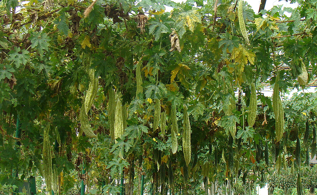 Discover-SriLanka: SRI LANKA - VEGETABLES