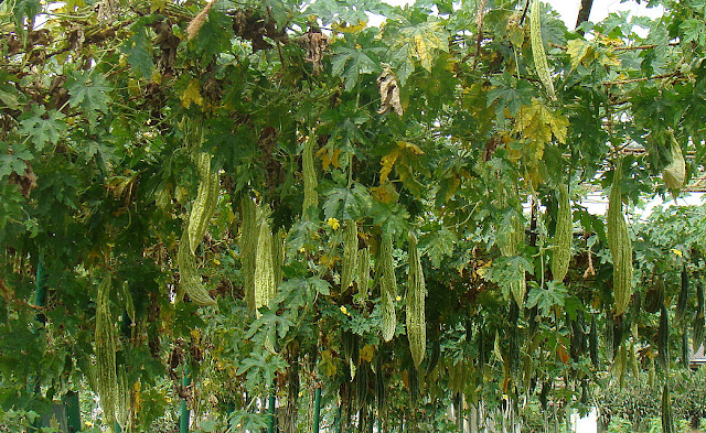 Discover-SriLanka: SRI LANKA - VEGETABLES