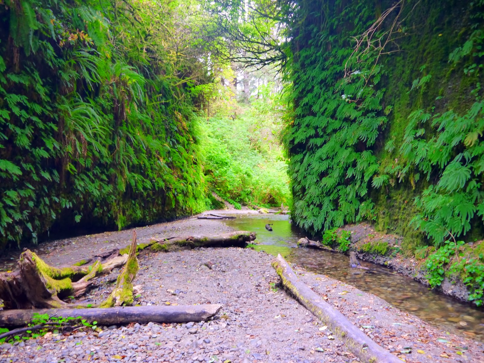 American Travel Journal: Fern Canyon Trail - Redwood National and State ...