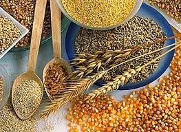 BLOG DO DR. BRUNO NORONHA: CONSUMO DE FIBRAS E AMIDO RESISTENTE