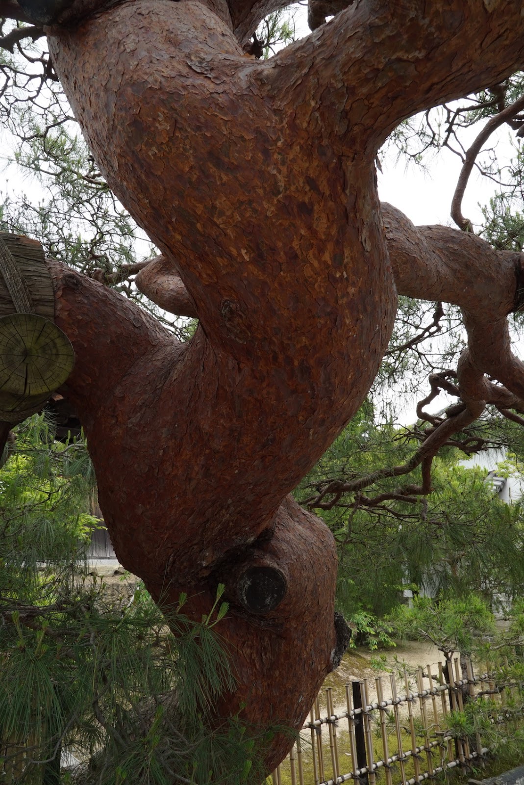 The Bushniks: Kyoto Temples and Gardens