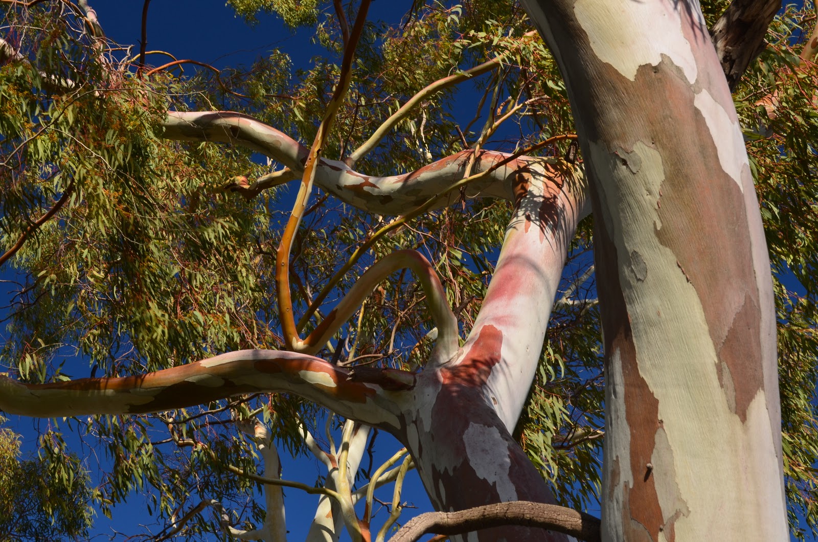 Jurnal de gradina: Copaci