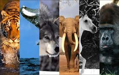 Ciências Biológicas: Mamíferos