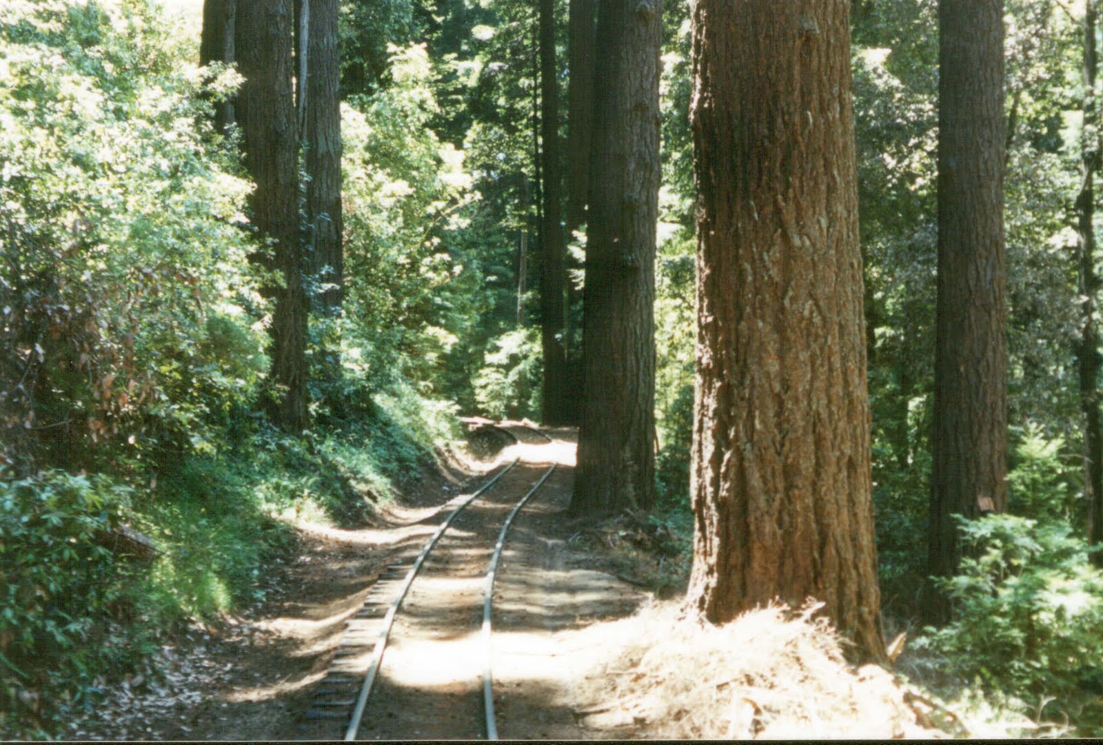 Geared Steam: Roaring Camp & Big Trees