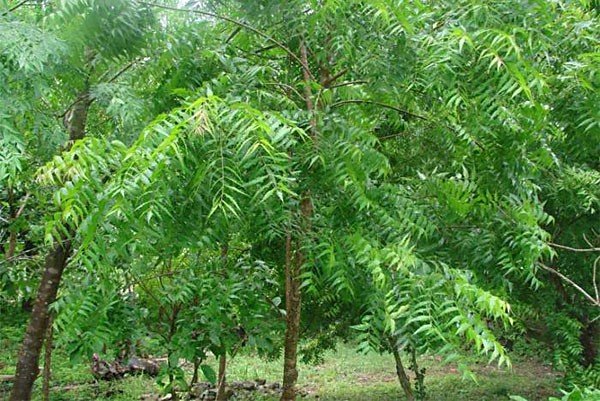 8 Manfaat daun mimba | Jamu Berkhasiat