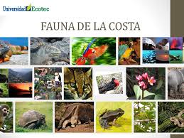 Fauna de la Costa