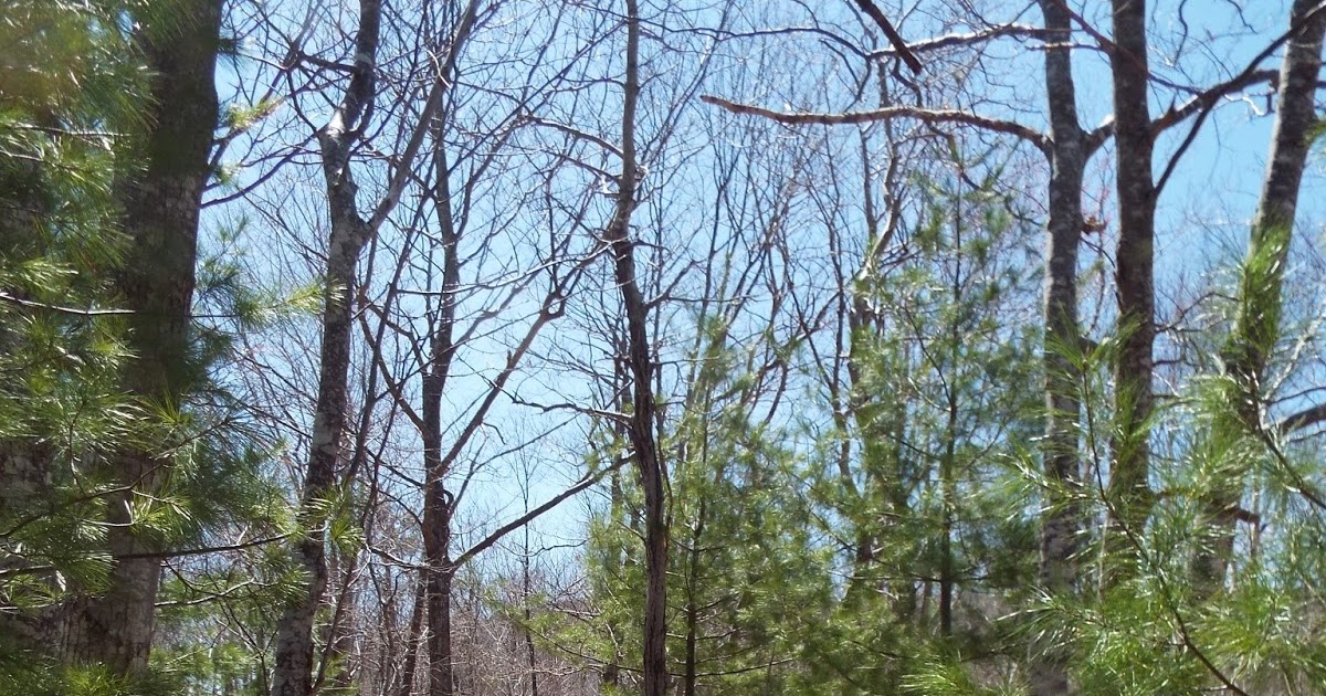 ABANDONED TRAILS OF ACADIA NATIONAL PARK: LOST GEORGE B. DORR BICYCLE PATH