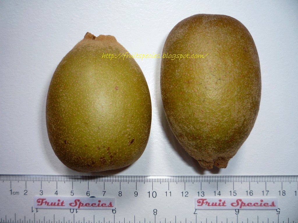 Fruit Species: KIWIFRUIT (Yellow Flesh)