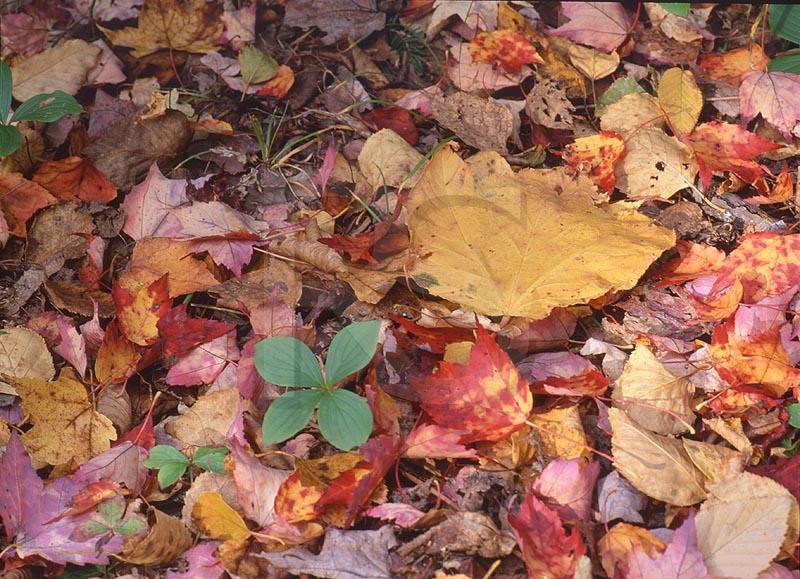 მასწავლებლის ბლოგი