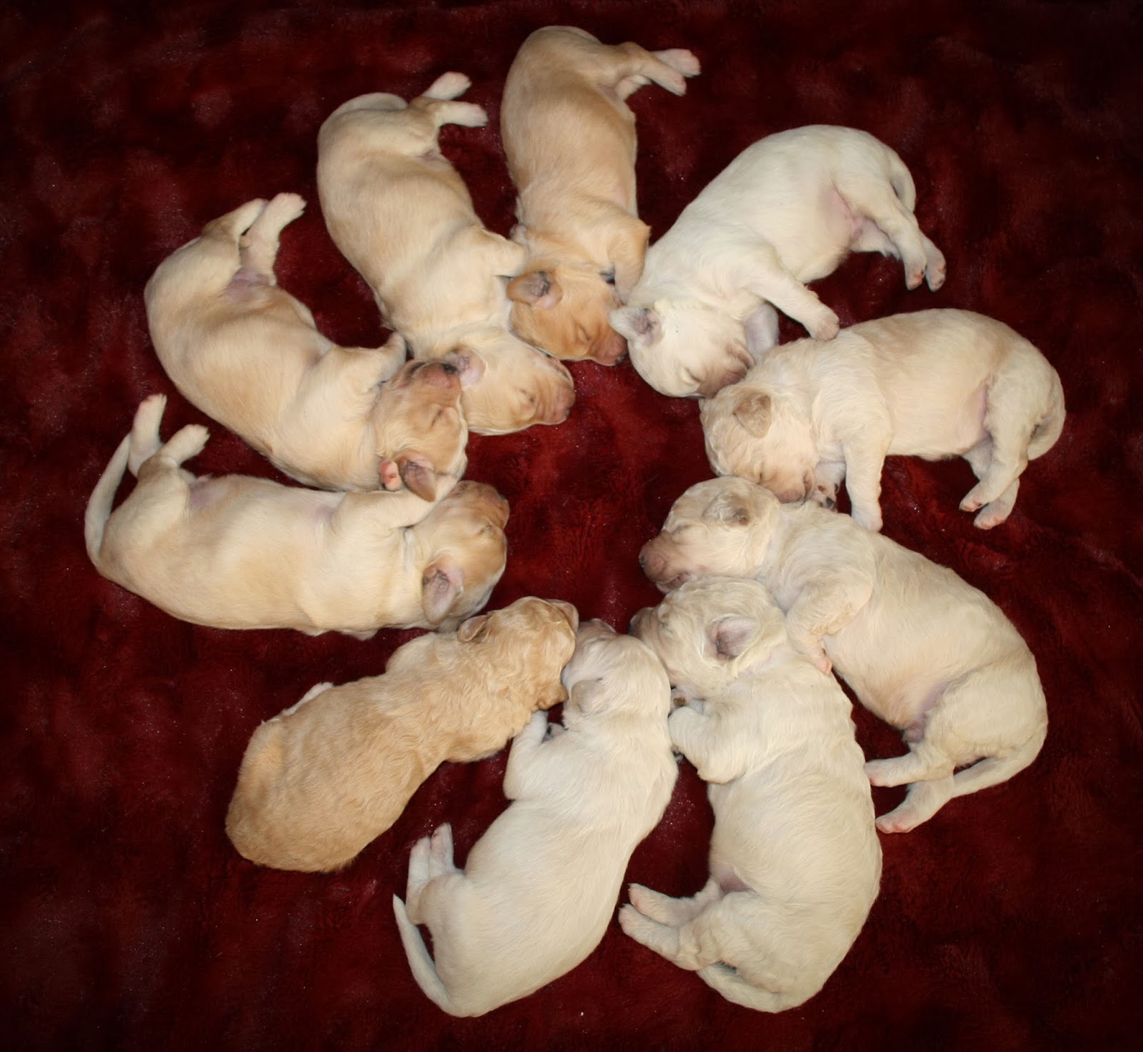 the Hatch Family: How to photograph puppies
