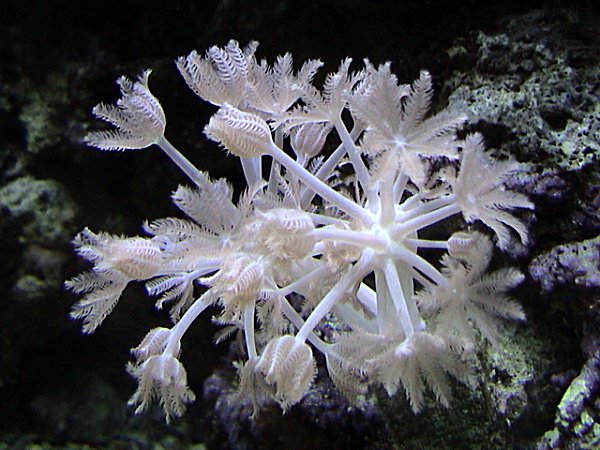 Xenia Pulsante (sp)