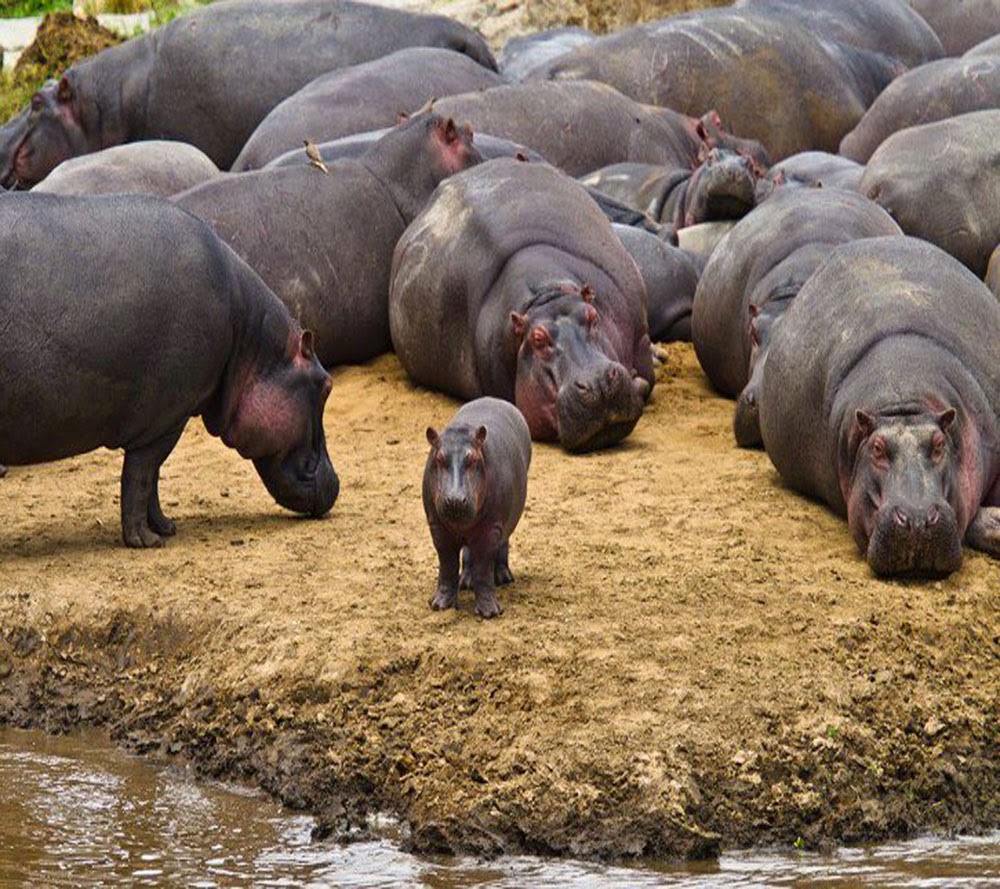 Mbuga za Wanyama Tanzania