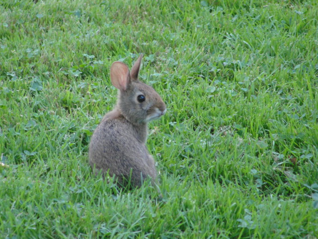 eastern cottontail rabbits | Mary Richmond's Cape Cod Art and Nature