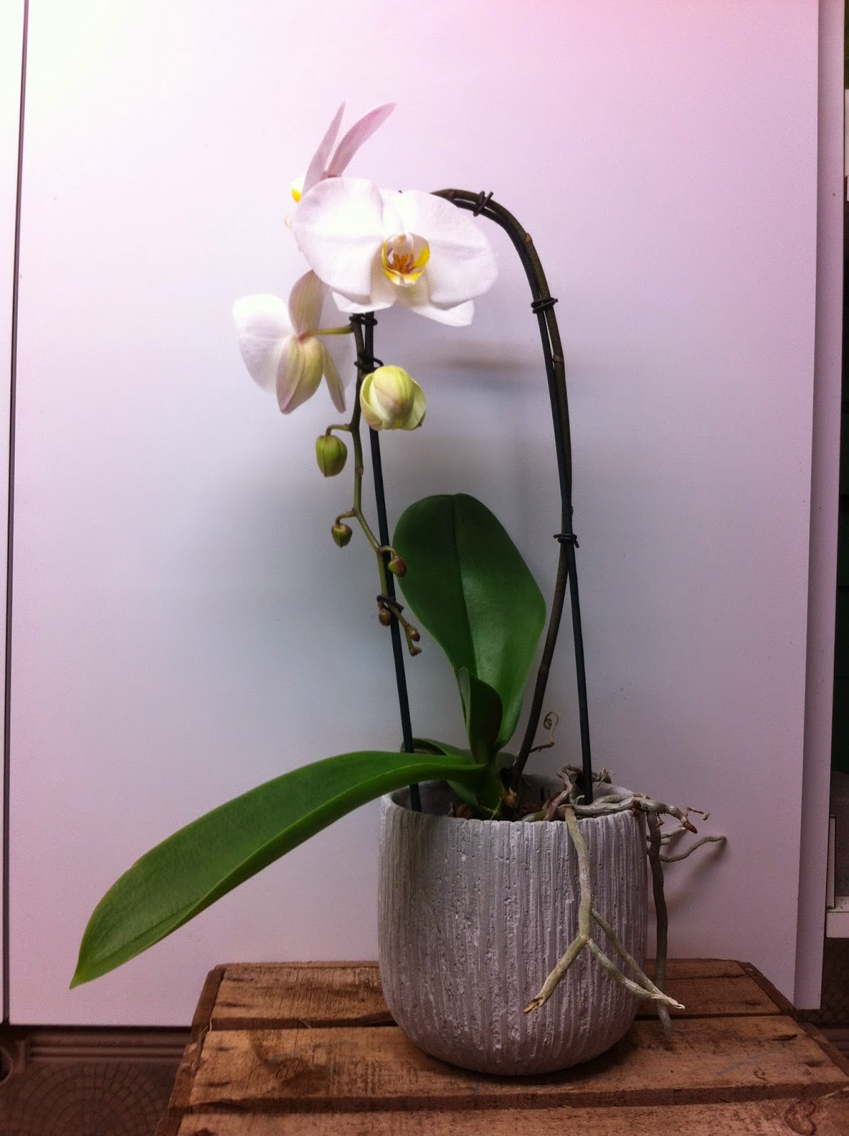 Fleuriste Isabelle Feuvrier: Le phalaénopsis cascade