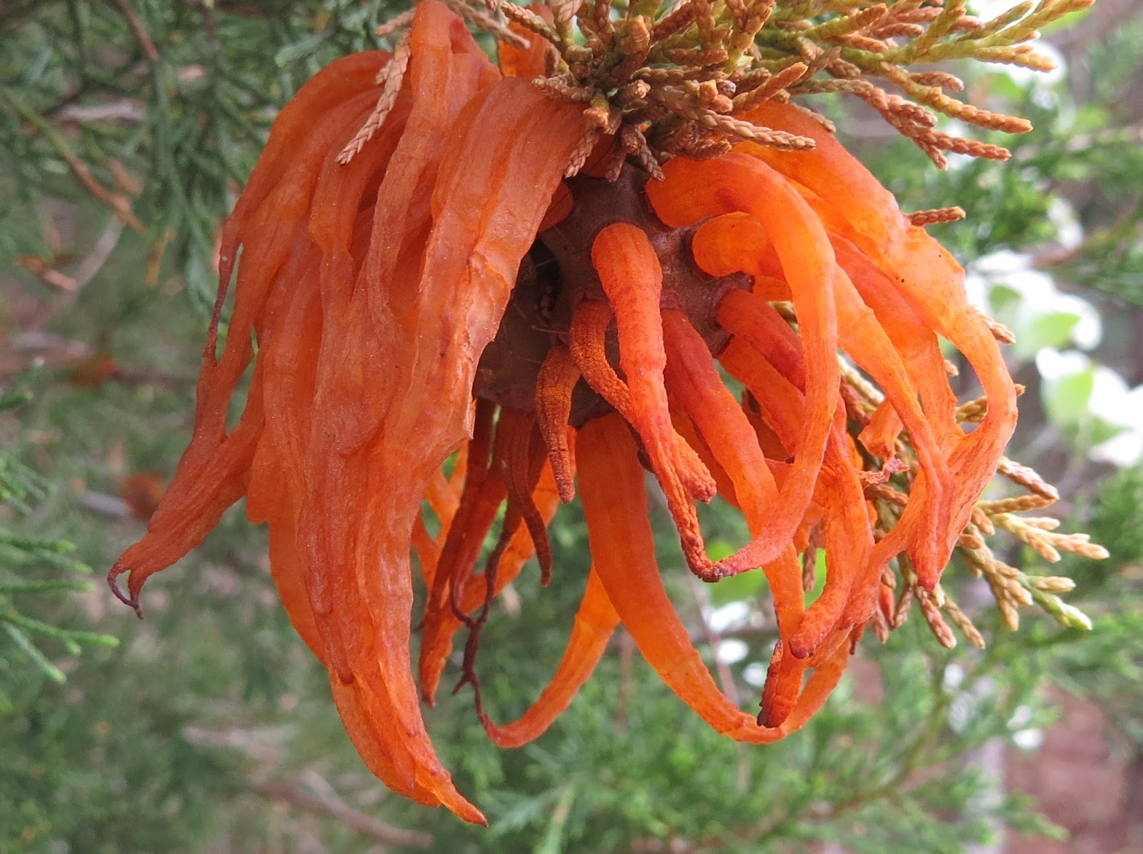 Blue Jay Barrens: Apple Cedar Rust Gall