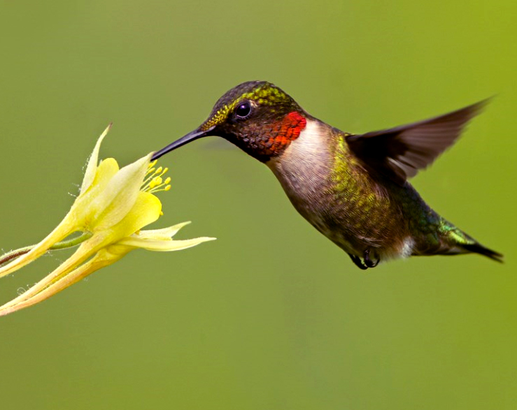 Bellas Aves de El Salvador: Archilochus colubris (colibrí migratorio de ...