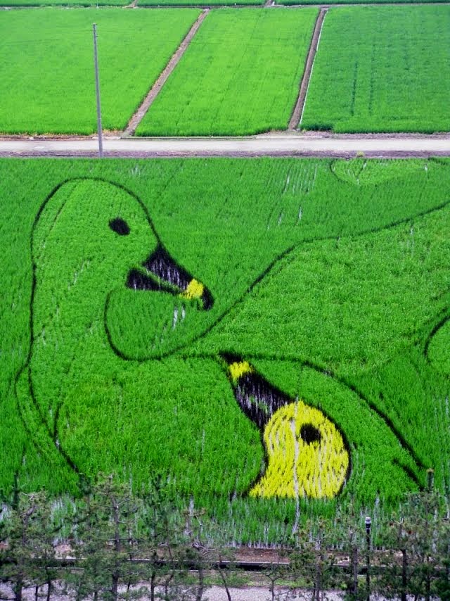 Fresh & Cool Pics: Japanese Rice Paddy Art 2010