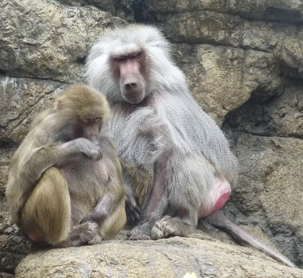 hamadryas baboon hands