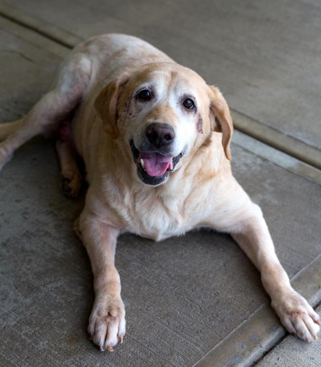 Shelter Dogs of Portland: "RAVEN" gentle and spunky senior Yellow Lab ...