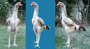 Breeding strategies for improving performance of Kuchi chicken ecotype ...