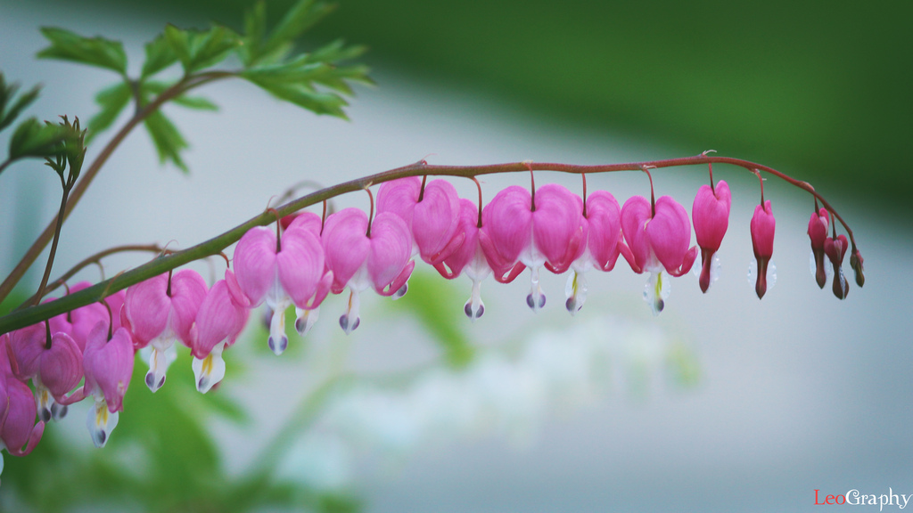 Nguyễn Châu Mai: Câu chuyện về loài hoa trái tim rỉ máu...