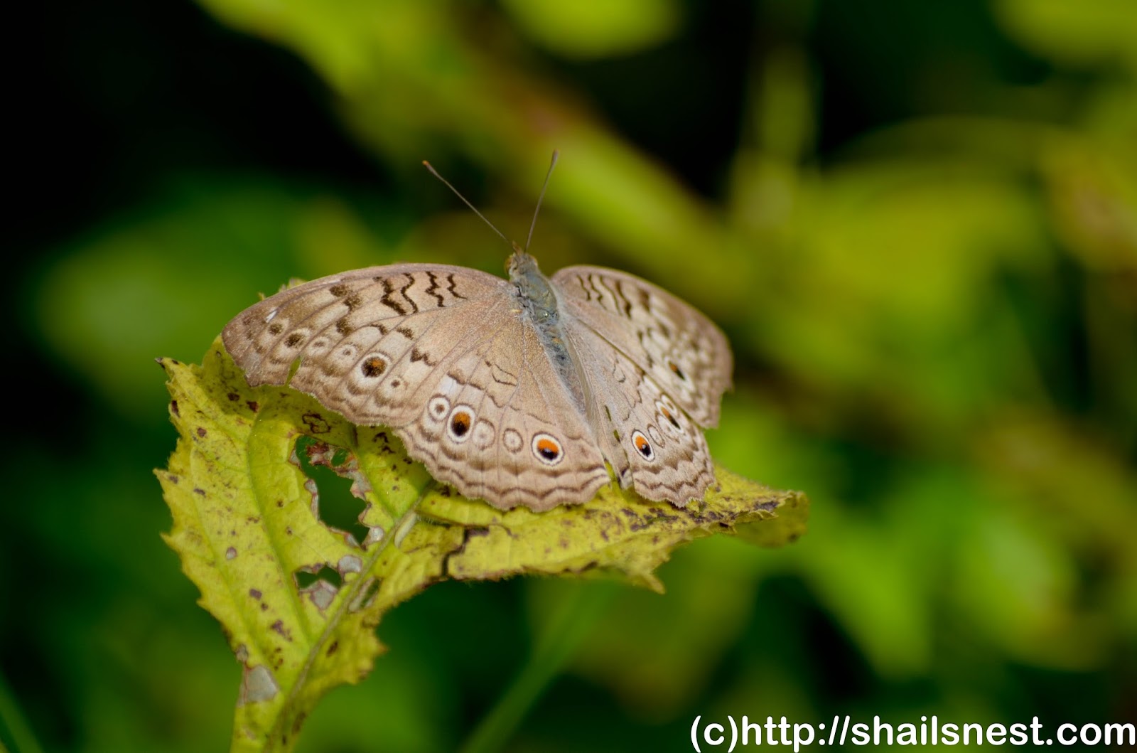 Butterflies are pretty things: Gray Pansy #1