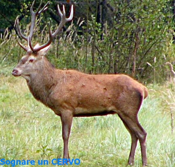 Sognare un CERVO