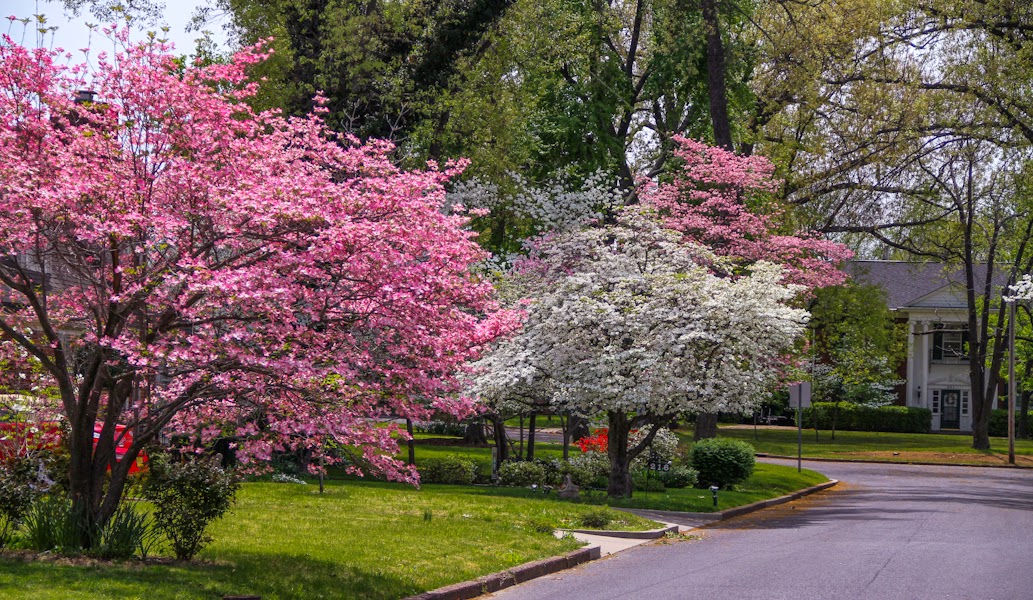 Mark D. McCoy Photography: Dogwood Trail Take II - Paducah