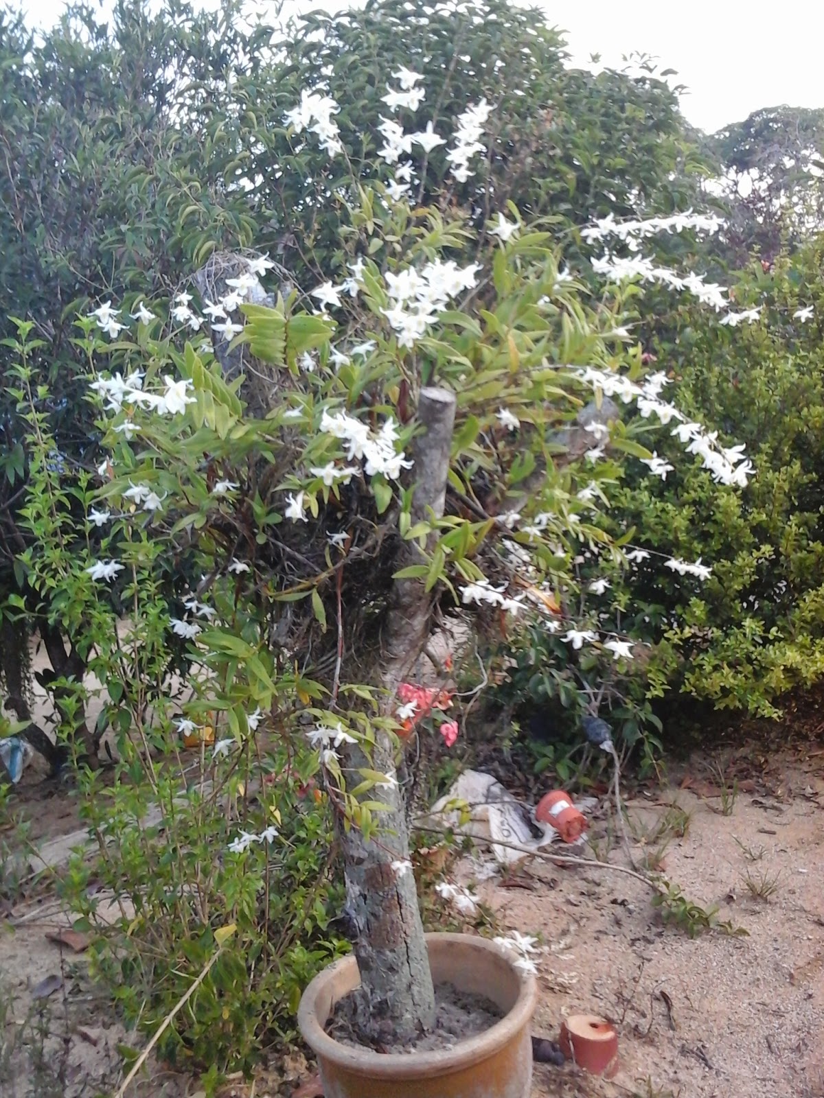 Orkid merpati | My Mix Garden