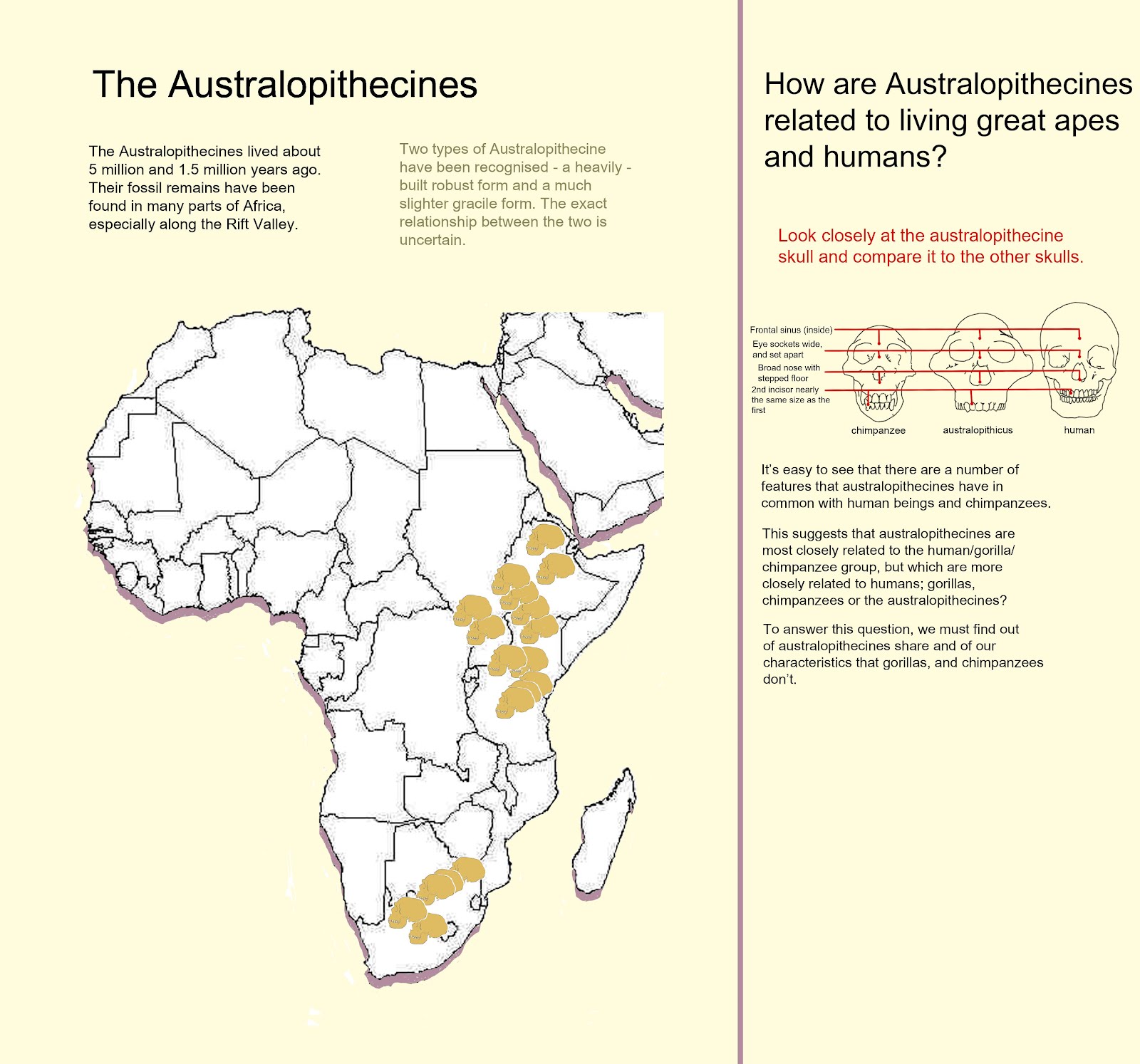 Evolutionary Trail: Final australopithecus concepts