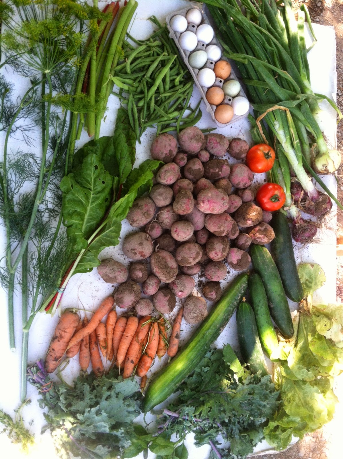 Swore Farms CSA Blog