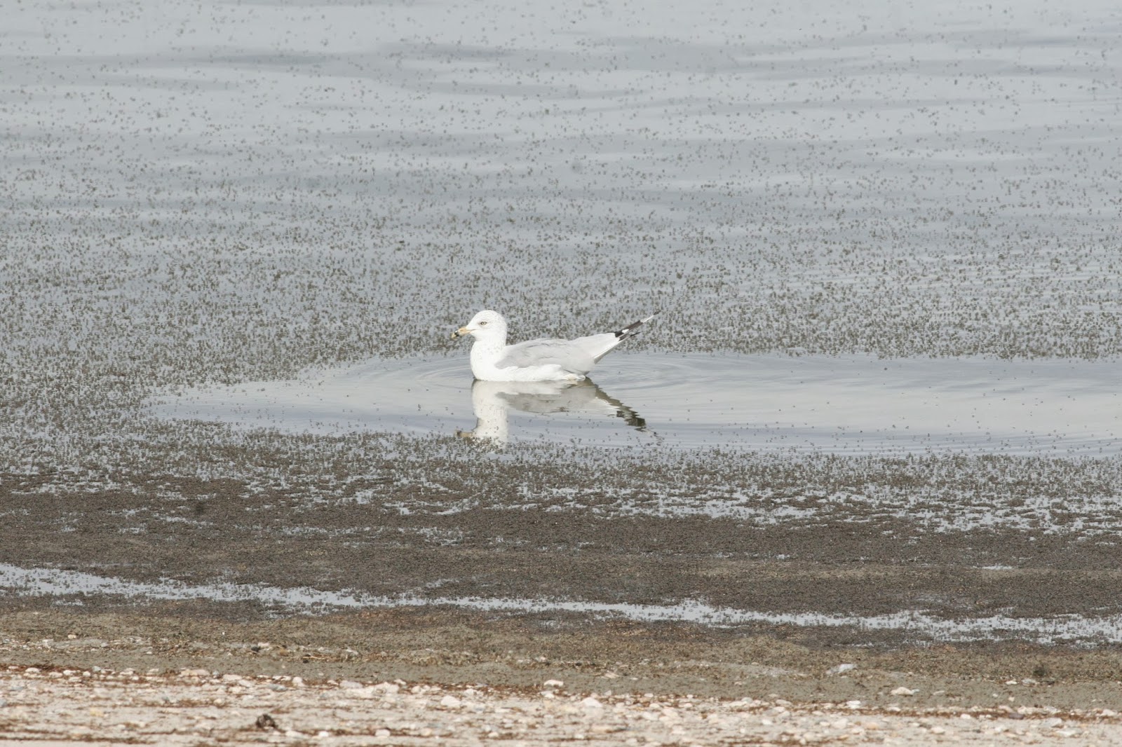 The Birdist: Birding the Great Salt Lake