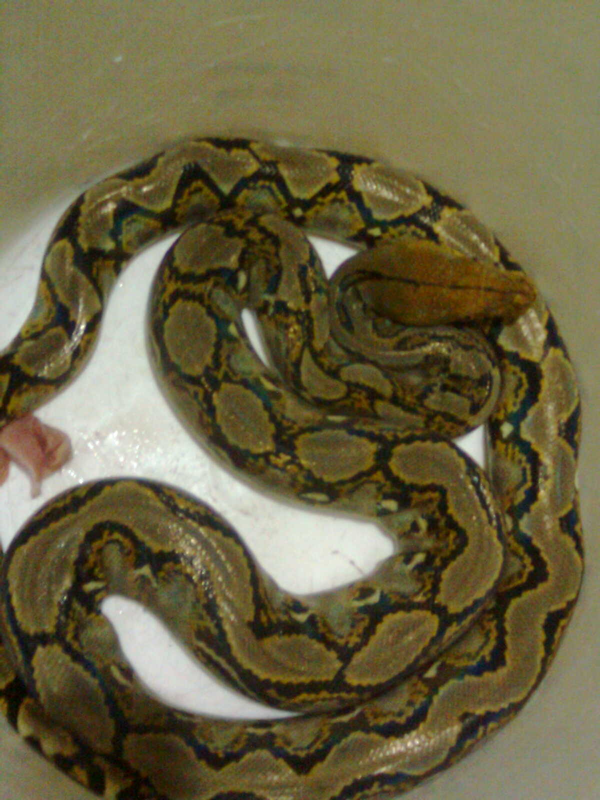 ULAR PHYTON MASUK RUMAH