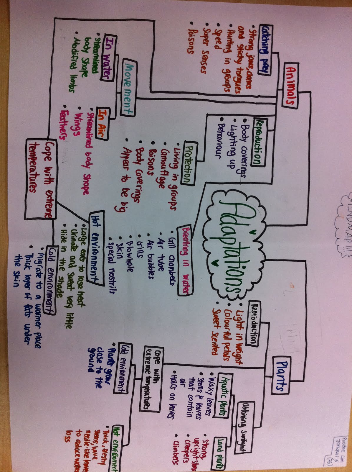 mrscindyng.blogspot.com: Adaptations Mind Maps
