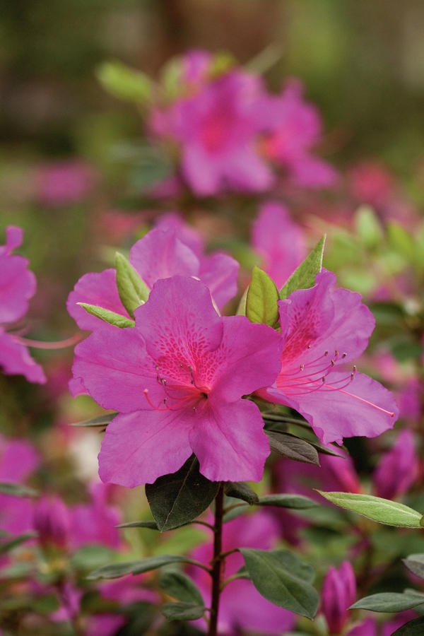 7 Gambar Bunga Azalea yang Indah | Kumpulan Gambar Lengkap