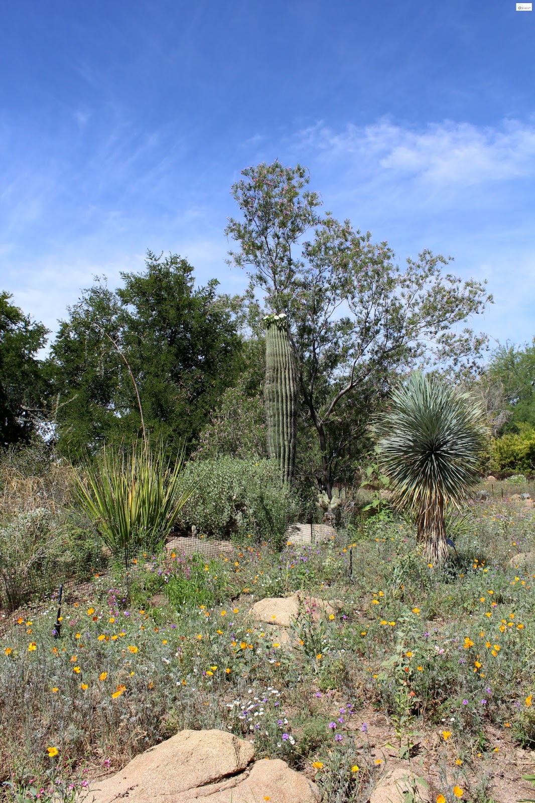 Wildflower Loop Trail, Desert Botanical Garden, Arizona | Caravan Sonnet