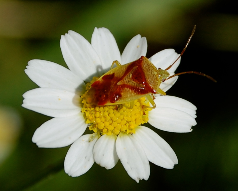 blackoaknaturalist: A Walk on the Wild Side, Part 2