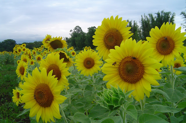 FLOR DO DIA - GIRASSOL