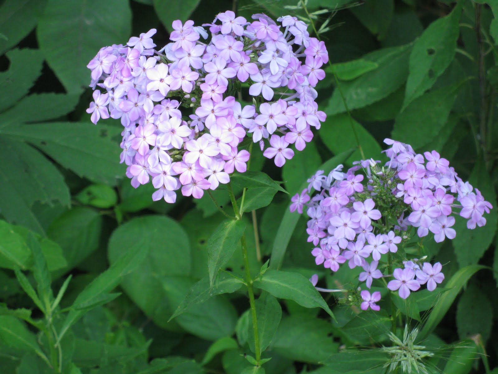 Wildflowers in West Virginia: 7-16-11: Swinging Bridge Area: Wild Sweet ...
