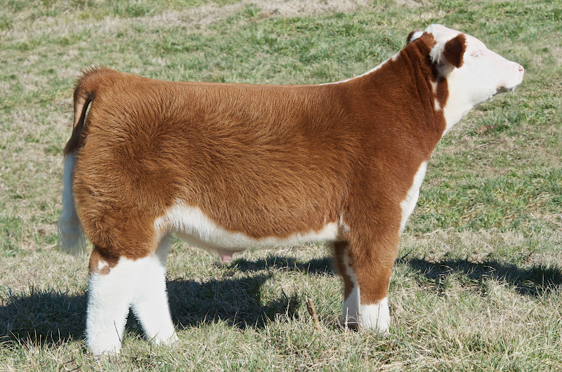 Lautner Farms: Red Rock x Grand Slam Bull For Sale - Advantage ...
