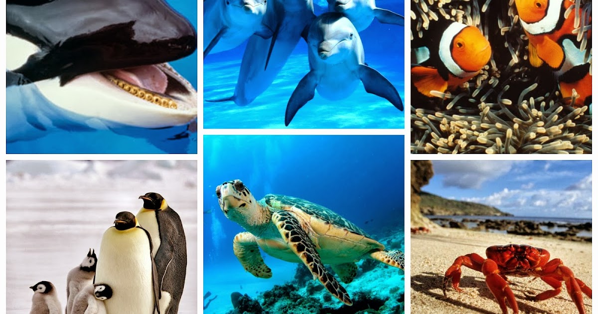 CLASIFICACIÓN DE LOS ANIMALES: ANIMALES ACUATICOS