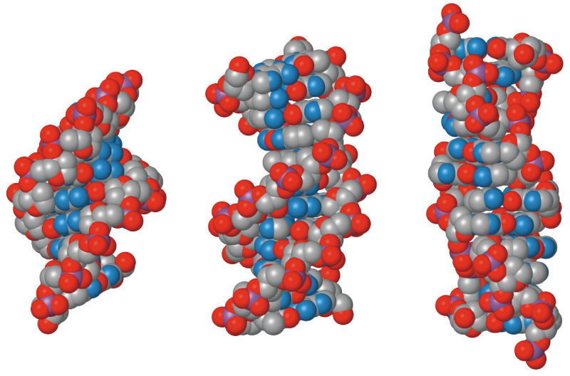BIOLOGOCALENTANO: INVESTIGACION SOBRE LAS DIFERENTES FORMAS DEL ADN