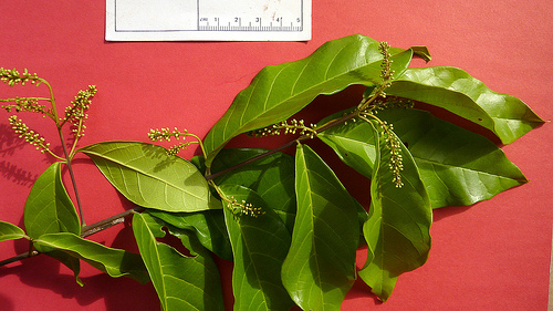 Mofumbo - Combretum leprosum
