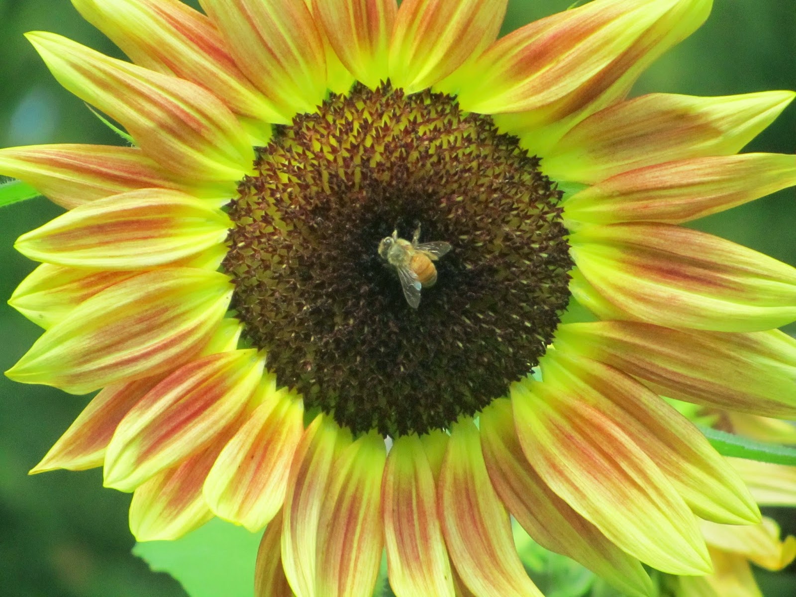 Jen & the Bean stalk: So "Bee" it