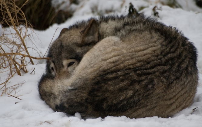 White Wolf : Stop the "War on Wolves Act", a new Congressional bill to ...