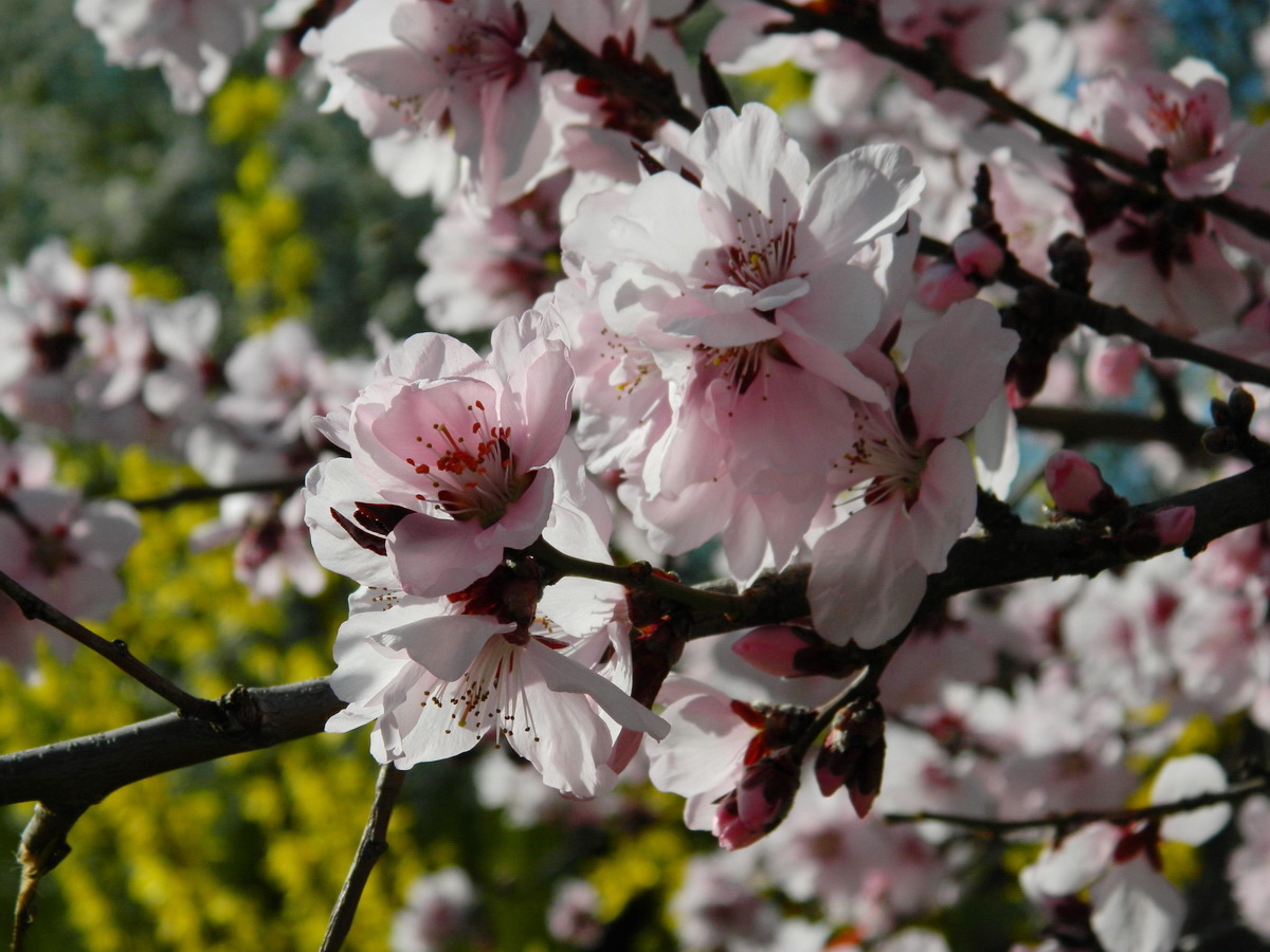 LA MULTI ANI, ROMANIA!: Alt migdal inflorit