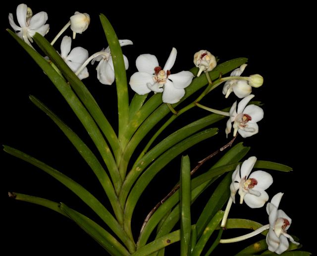 Acine orhideje info: Vanda (vrste D - J)